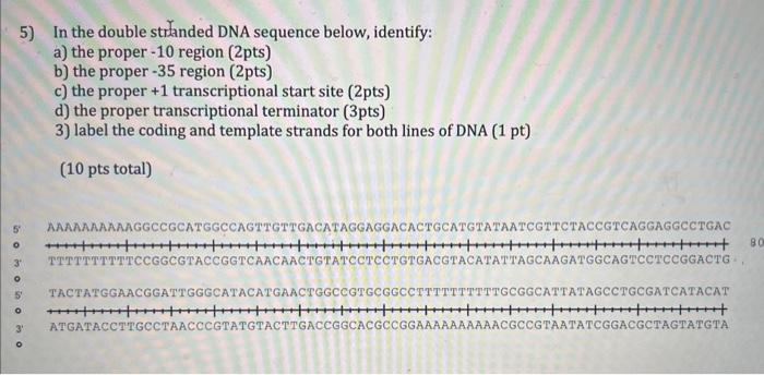 Solved 5) In the double stranded DNA sequence below, | Chegg.com
