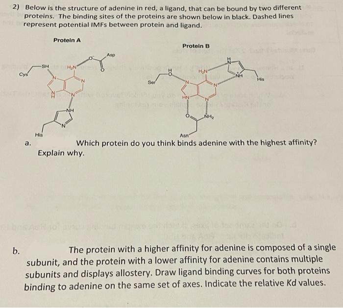 Solved 2) Below is the structure of adenine in red, a | Chegg.com