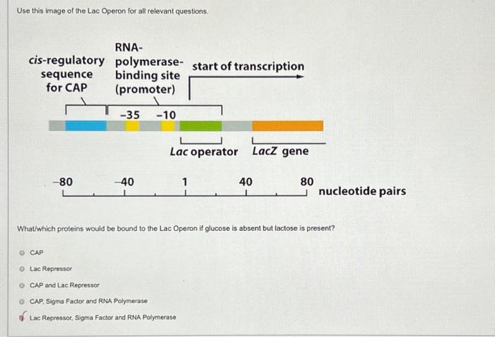 Solved Use this image of the Lac Operon for all relevant | Chegg.com