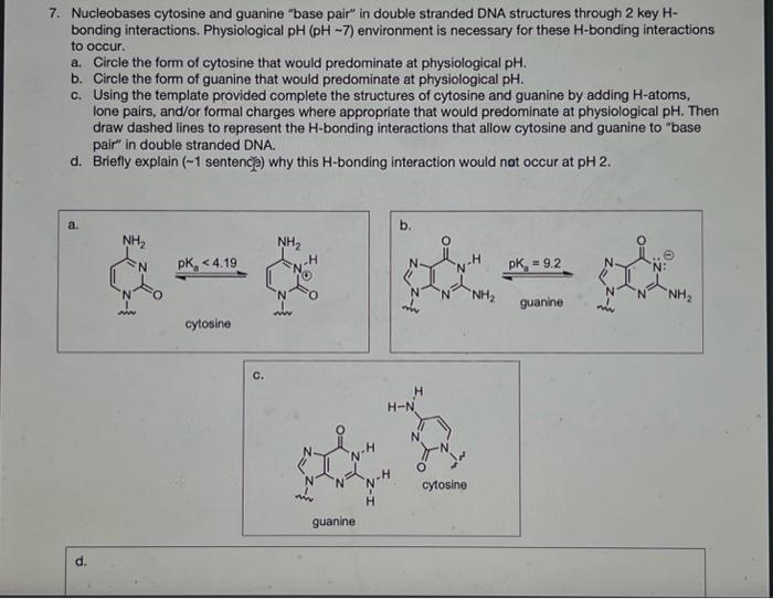 Solved 7 Nucleobases Cytosine And Guanine Base Pair In