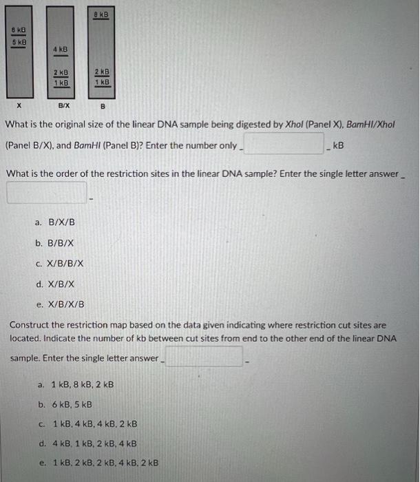 What is the original size of the linear DNA sample | Chegg.com