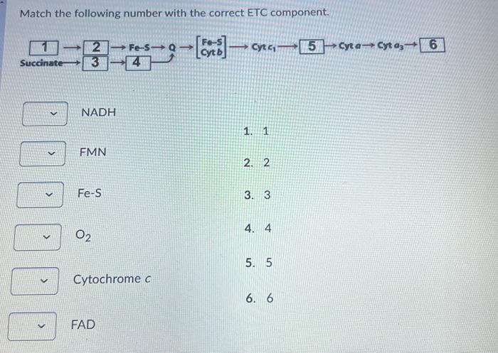 Solved Match the following number with the correct ETC | Chegg.com