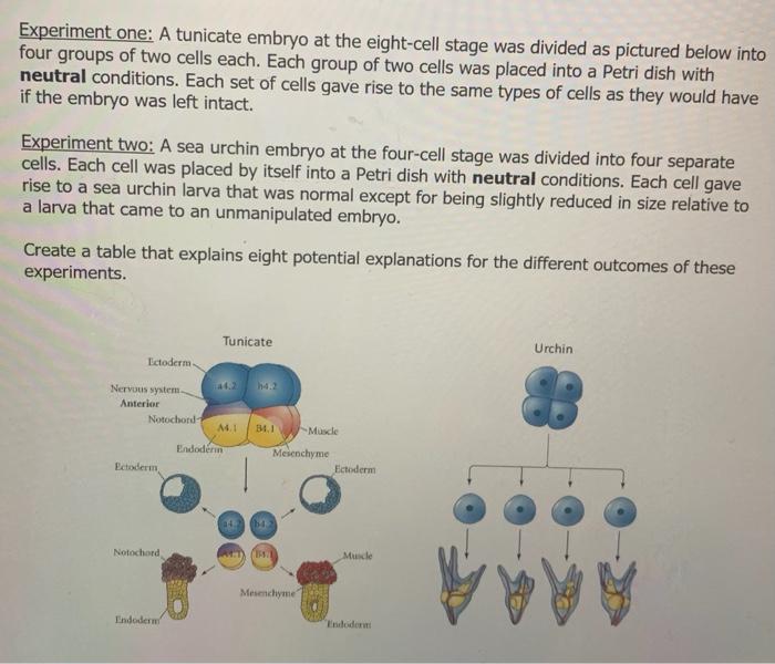 Solved Experiment one: A tunicate embryo at the eight-cell | Chegg.com