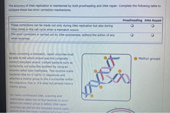 Solved ho The accuracy of DNA replication is maintained by | Chegg.com