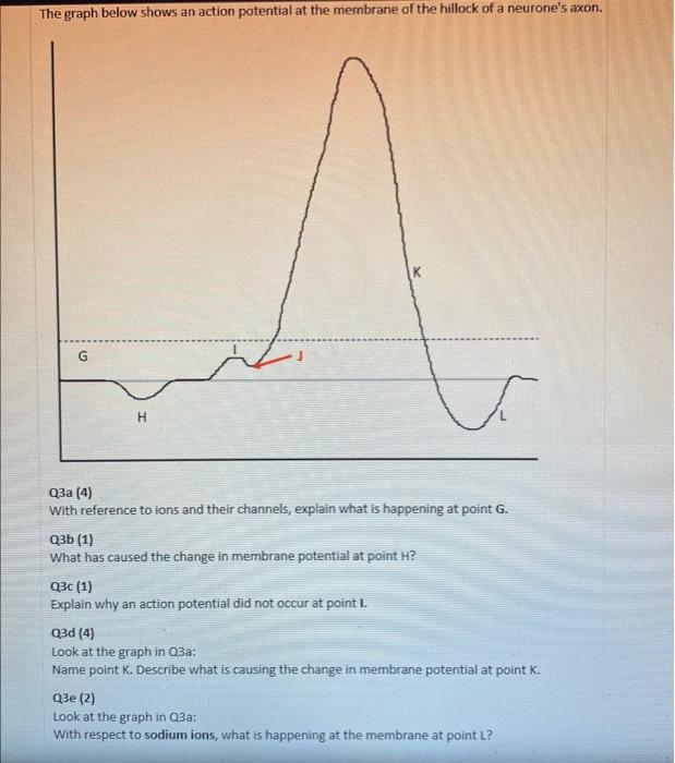 Solved The graph below shows an action potential at the | Chegg.com