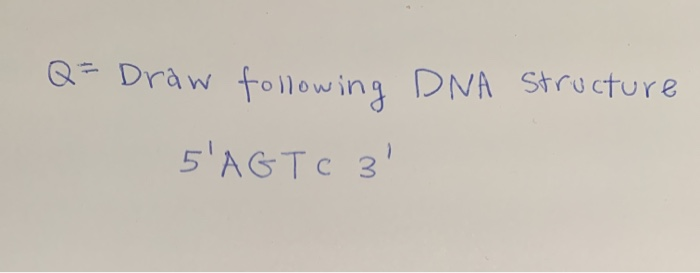 Solved Q=Draw following DNA structure S'AGTc 3' | Chegg.com