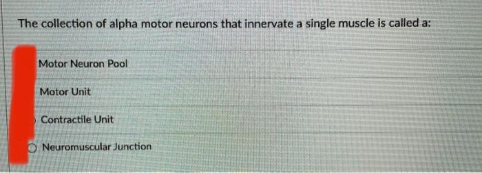 Solved The collection of alpha motor neurons that innervate | Chegg.com