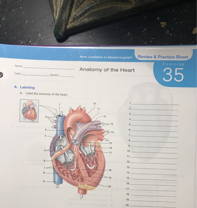 Solved Now available in MasteringA&P Review & Practice Sheet | Chegg.com
