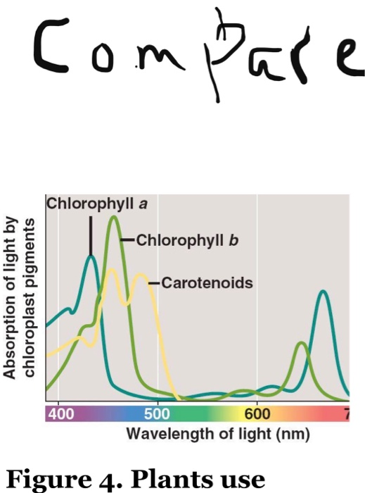 Solved Make a Graph of Table 2. Spectrophotometer Data for | Chegg.com