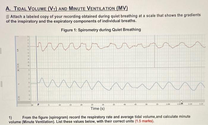Solved A. TIDAL VOLUME (VT) AND MINUTE VENTILATION (MV) | Chegg.com