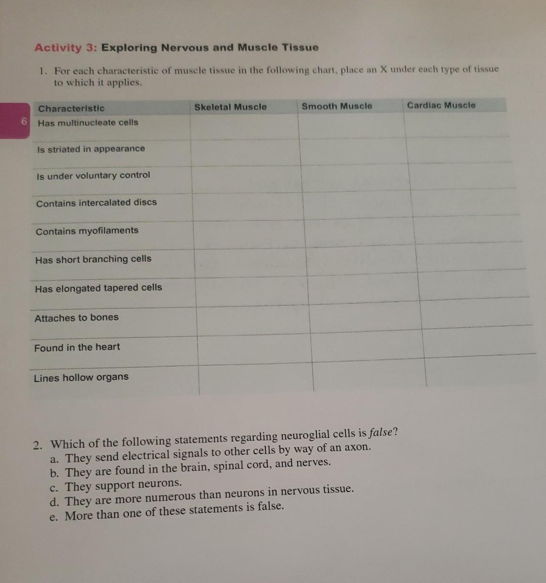 Solved Activity 3: Exploring Nervous and Muscle Tissue 1. | Chegg.com