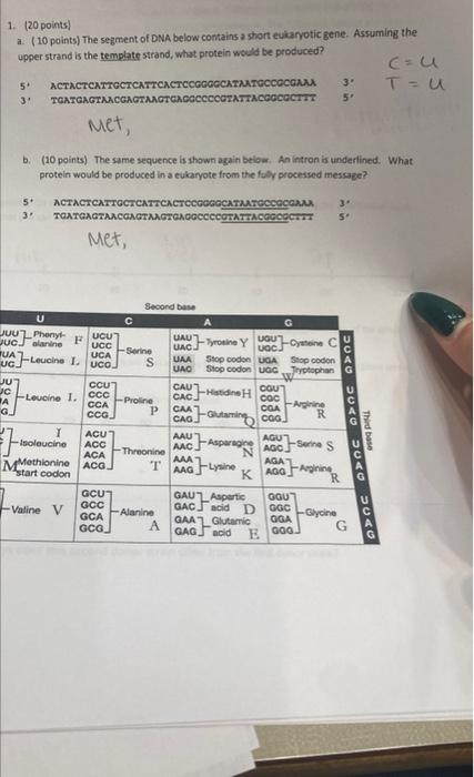 Solved 1. (20 points) a. ( 10 points) The segment of DNA | Chegg.com