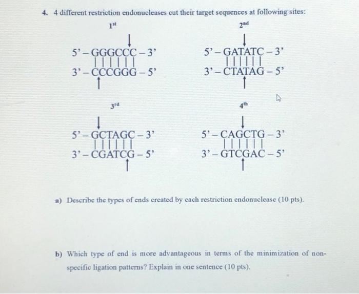 Solved 4 different restriction endonucleases cut their | Chegg.com