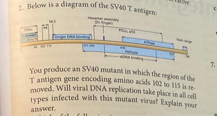 Solved 2. Below is a diagram of the SV40 T antigen. You | Chegg.com