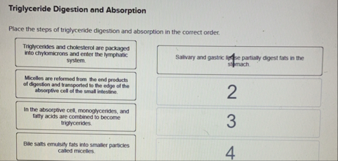 Solved Triglyceride Digestion and AbsorptionPlace the steps | Chegg.com