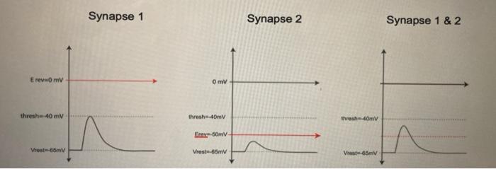 Solved based on the synapses graphs:1. which is true?a) | Chegg.com