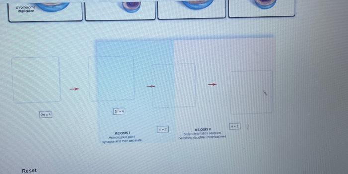 Solved Place the stages of meiosis into the correct order. | Chegg.com