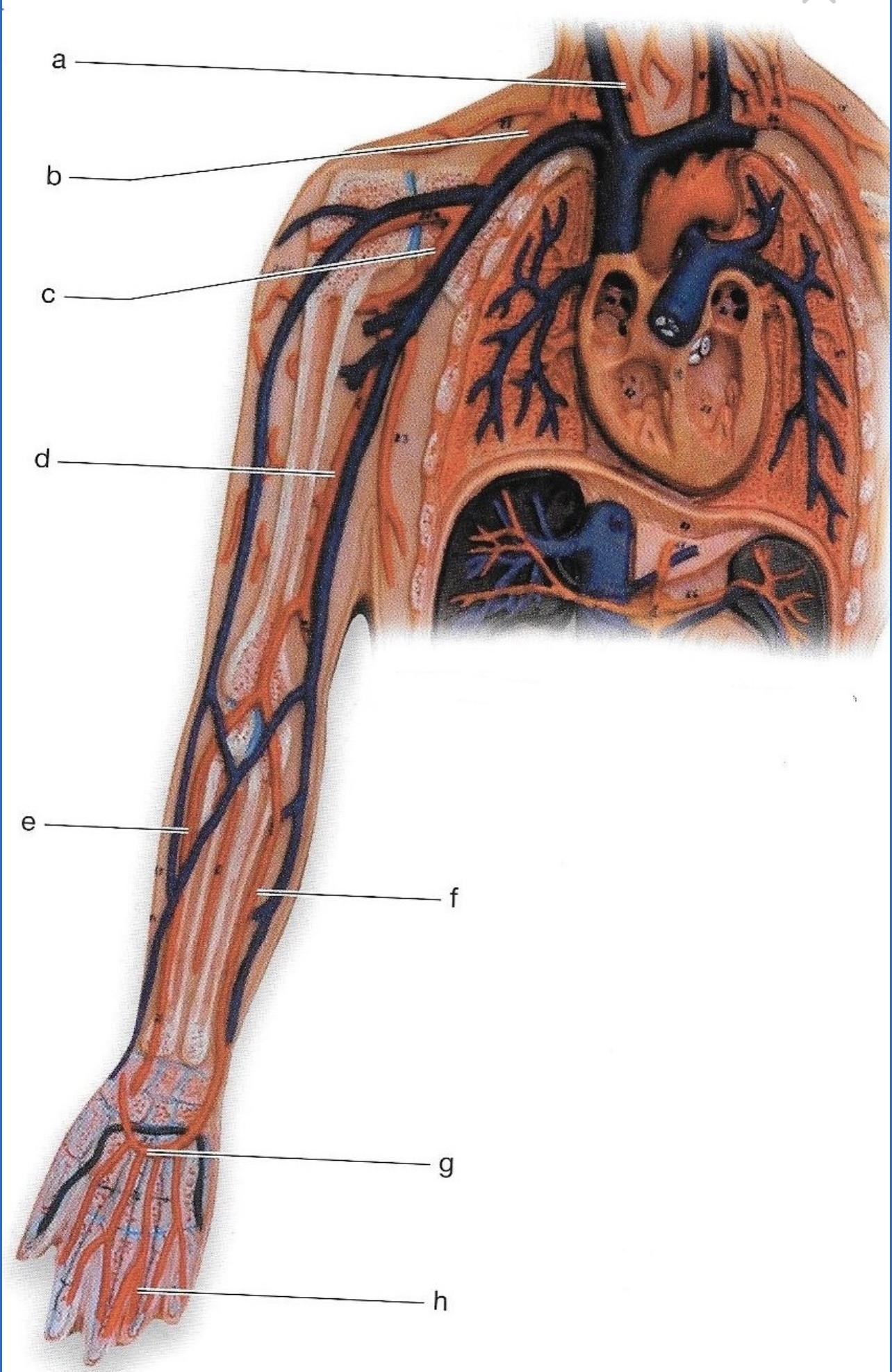 Solved label the following arteries A-H . | Chegg.com