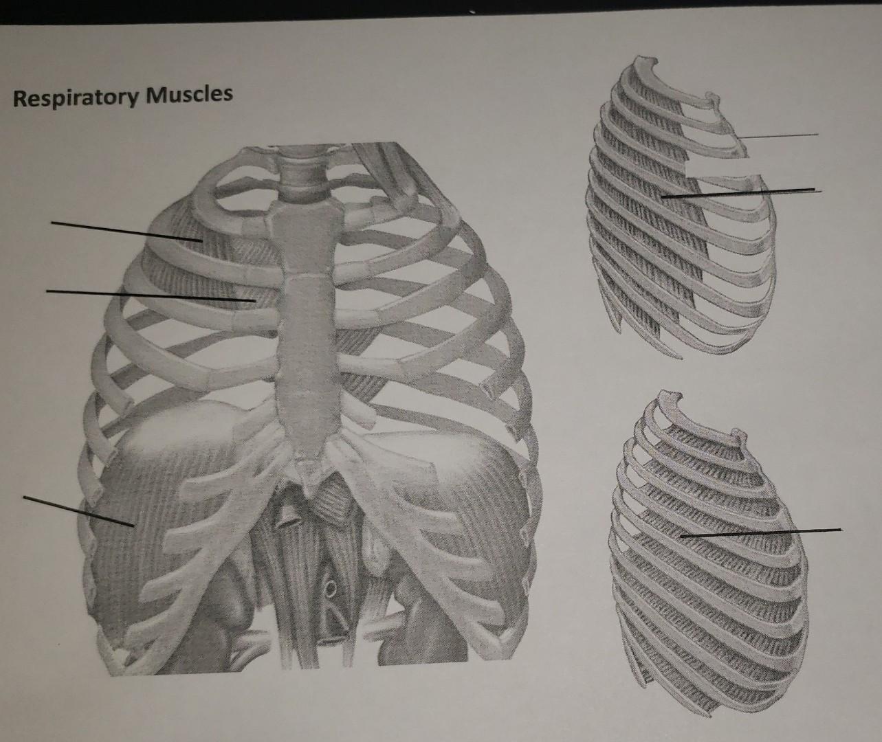 Solved Respiratory Muscles | Chegg.com