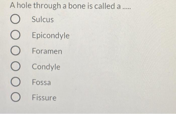 Solved A hole through a bone is called a ..... O Sulcus O | Chegg.com