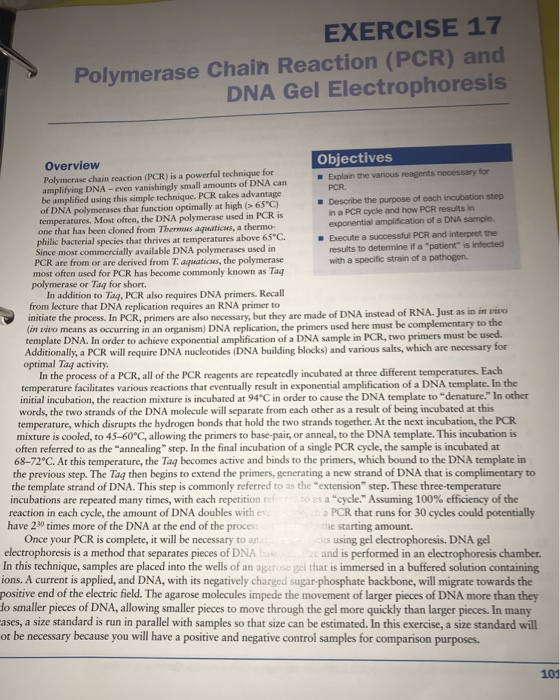 EXERCISE 17 Polymerase Chain Reaction (PCR) and DNA | Chegg.com