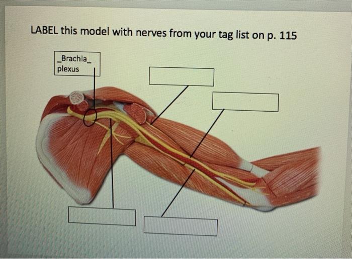 Solved LABEL this model with nerves from your tag list on p. | Chegg.com