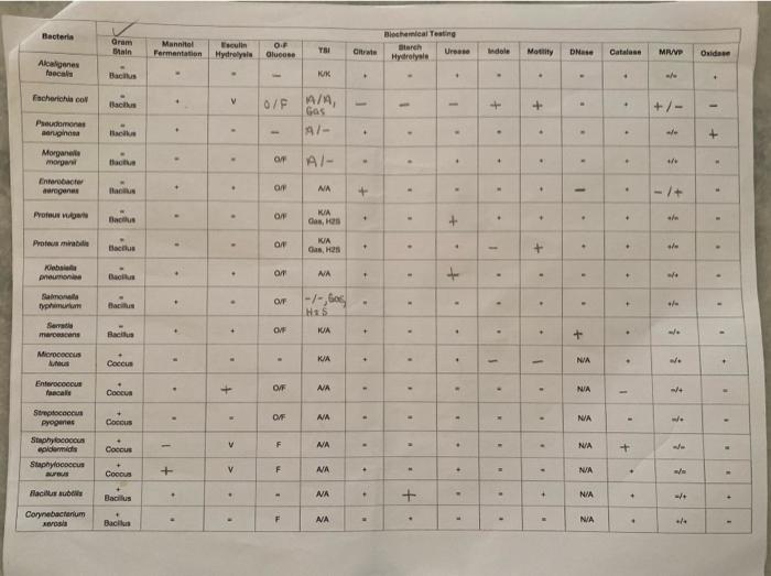 create a dichotomous key using the following | Chegg.com