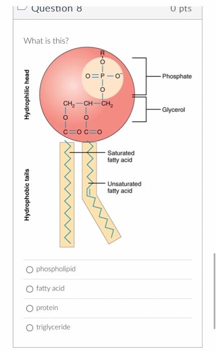Solved phospholipid fatty acid protein triglyceride | Chegg.com