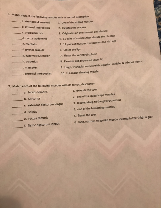 Solved Unit 12: Introduction to the Muscular System: Muscle | Chegg.com