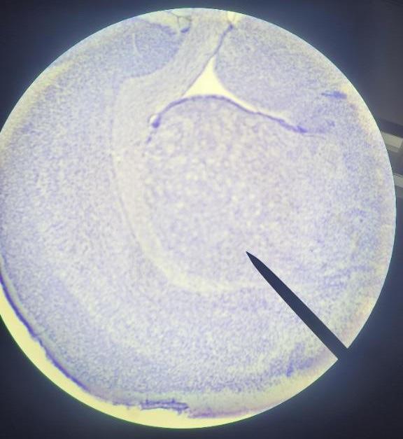 Solved Label these structures on your picture. Also, please | Chegg.com
