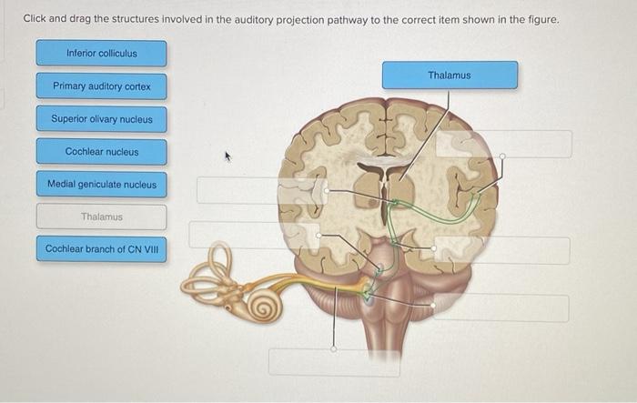 Solved Click and drag the structures involved in the | Chegg.com