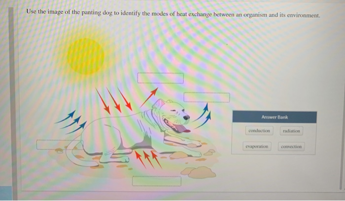 Solved Use the image of the panting dog to identify the | Chegg.com