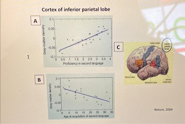 Solved The cortex of inferior parietal lobe is an area of | Chegg.com