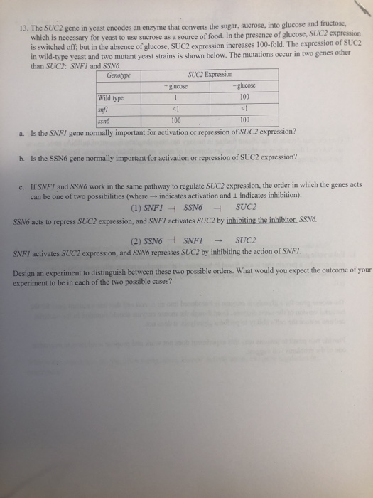 Solved Name: 1. The "on switch controlling gene expression | Chegg.com