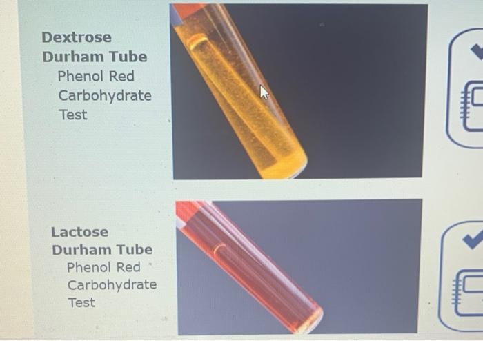 Solved Describe your observations of the 5 carbohydrate | Chegg.com