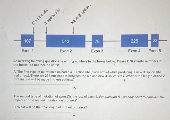 Solved You have learned that gene Z in human has 5 exons | Chegg.com