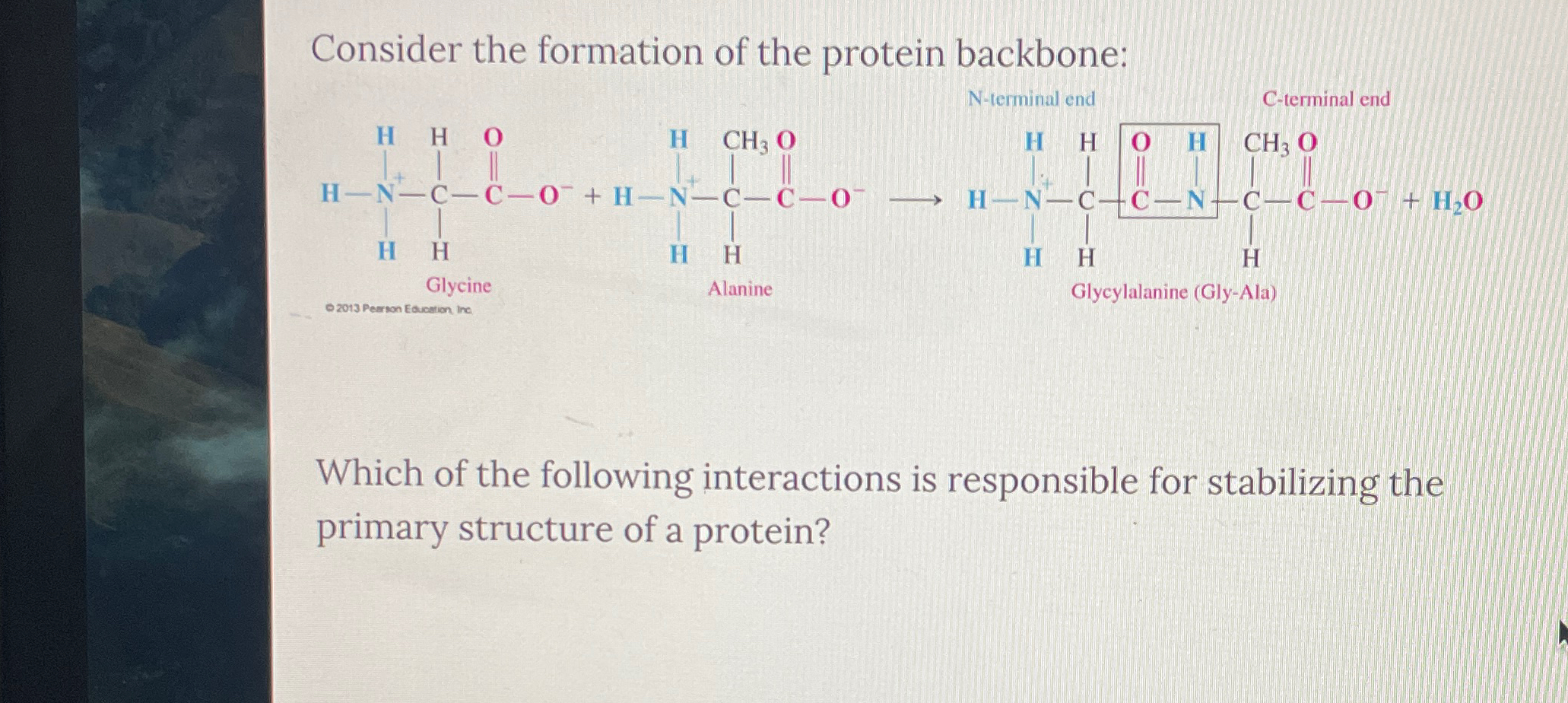 Solved Consider the formation of the protein backbone:Which | Chegg.com