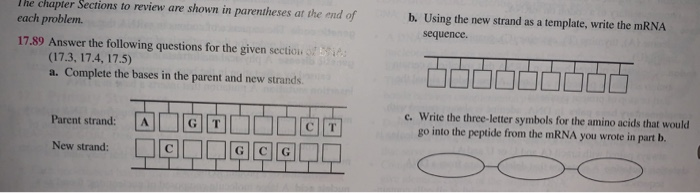 Solved 17.90 Suppose a mutation occurs in the DNA section in | Chegg.com