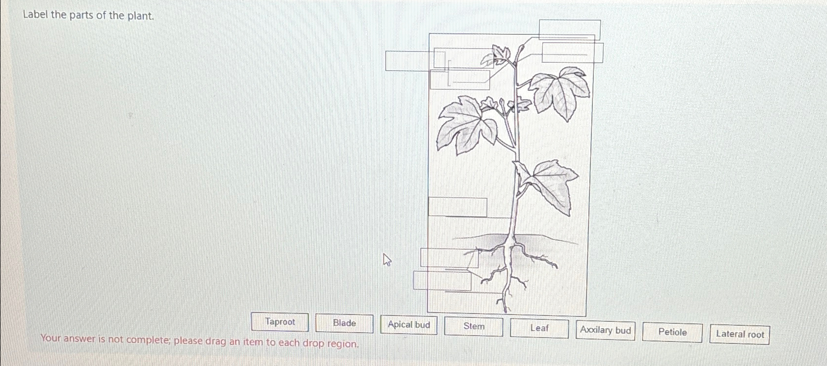 Solved Label the parts of the plant.Your answer is not | Chegg.com