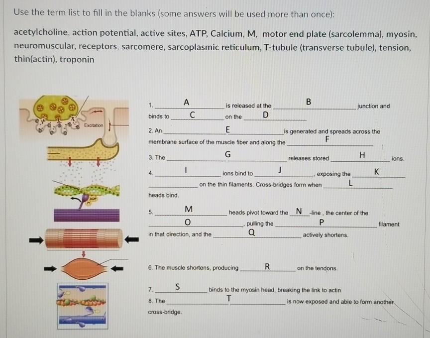 Solved Use the term list to fill in the blanks (some answers | Chegg.com