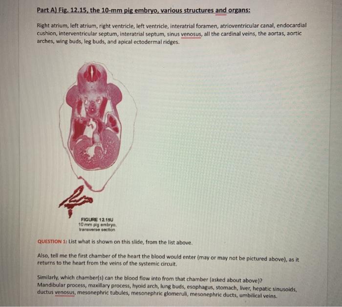 Solved Part A) Fig. 12.15, the 10-mm pig embryo, various | Chegg.com