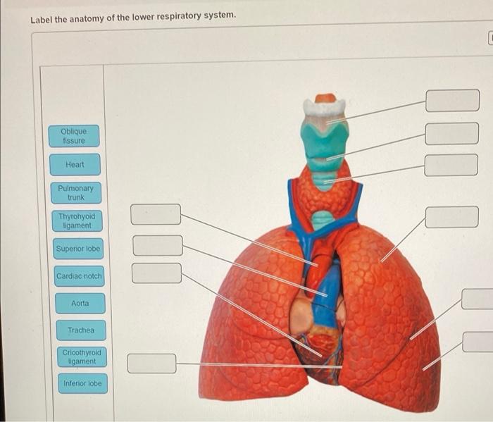 Solved Label the anatomy of the lower respiratory system. C | Chegg.com