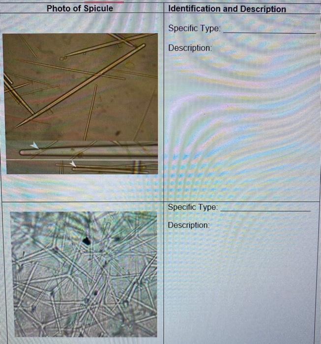 Solved Identification and Description Specific Type: | Chegg.com