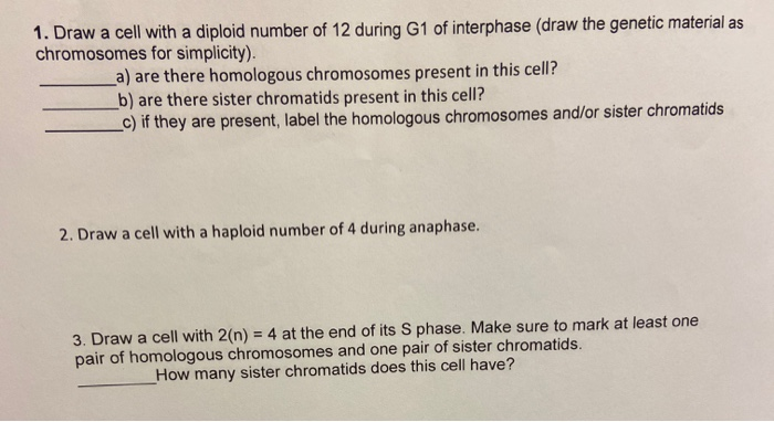 Solved 1. Draw a cell with a diploid number of 12 during G1 | Chegg.com