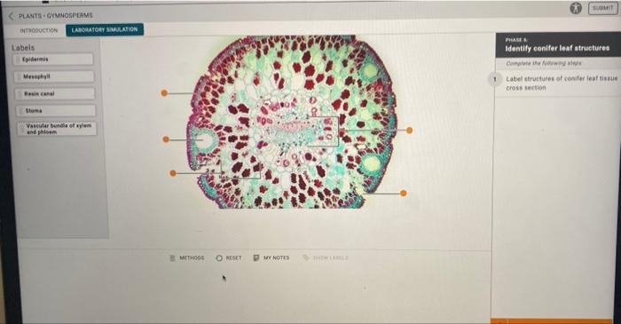 Solved PLANTS GYMNOSPERMS INTRODUCTION LABORATORY SIMULATION | Chegg.com