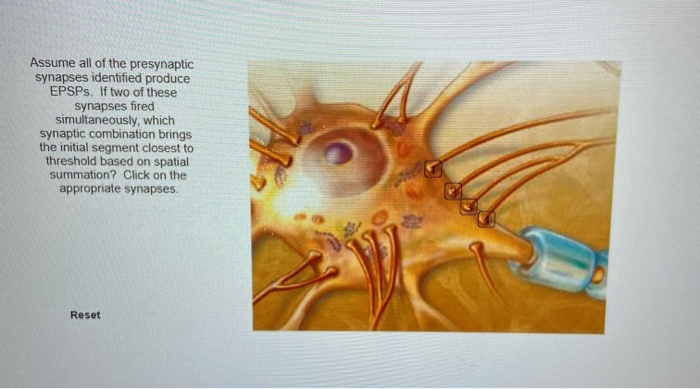 Solved Assume all of the presynaptic synapses identified | Chegg.com