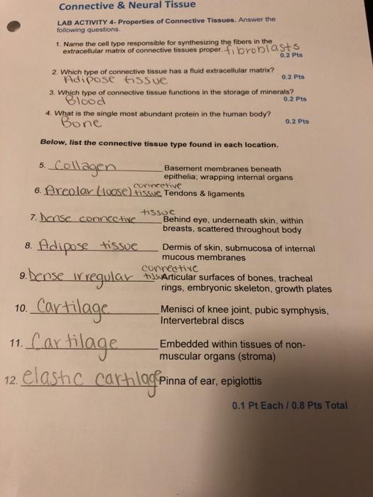 Solved 0.2 PES Connective & Neural Tissue LAB ACTIVITY 4. | Chegg.com