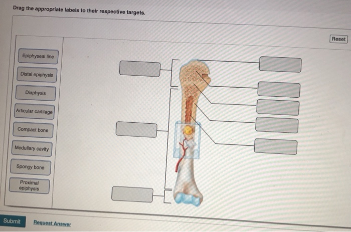 Solved Drag the appropriate labels to their respective | Chegg.com