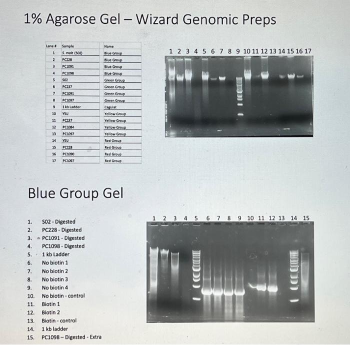Solved 1\% Agarose Gel - Wizard Genomic Preps Blue Group Gel | Chegg.com
