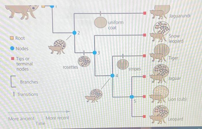 Solved Most recent common ancestor of all cats Most recent | Chegg.com